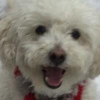 Andrea Fouchia - LinkedIn