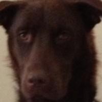 David Aronica - LinkedIn, Twitter